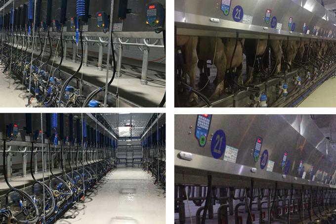 Pneumatically Drive Ratio 60/40 Small Scale Milking Parlour For Dairy Farm