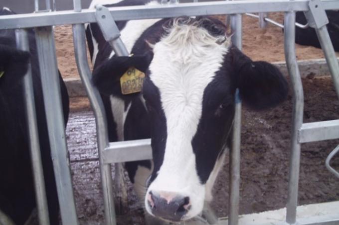 ISO Galvanized pipe Cow Head Lock