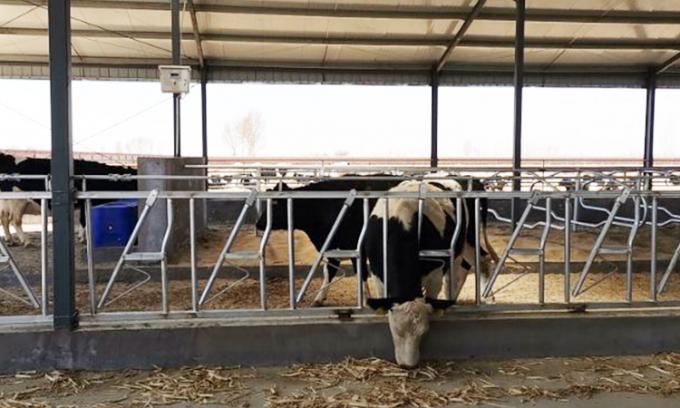 Installed Easily Width 75cm Cow Head Lock Sturdy Built Headlocks