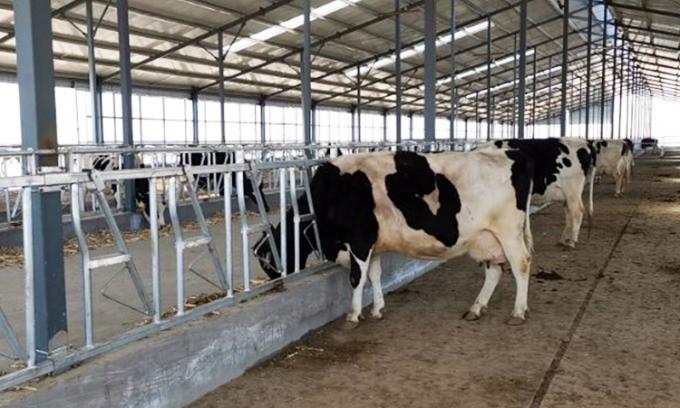 Installed Easily Width 75cm Cow Head Lock Sturdy Built Headlocks
