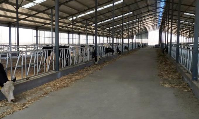 Installed Easily Width 75cm Cow Head Lock Sturdy Built Headlocks