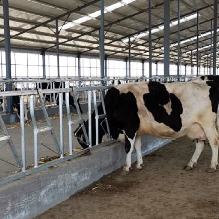 Installed Easily Width 75cm Cow Head Lock Sturdy Built Headlocks