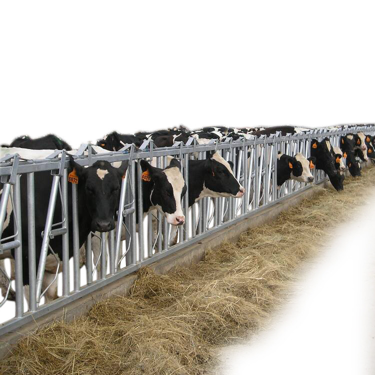 Hot Dip Galvanized Cow Head Lock Dairy Safe And Sturdy Farm Feeding ...