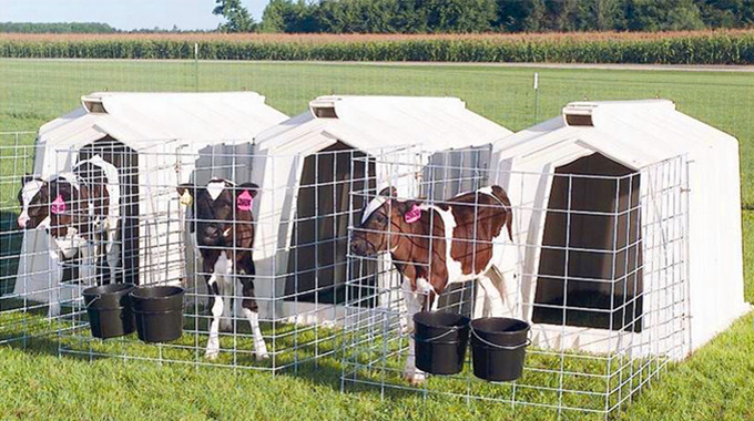 Livestock ISO Plastic Calf Shelters Poly Dome Calf Hutch